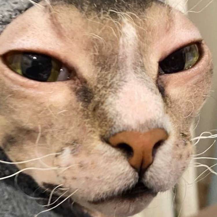 Иконка канала Пушистая и лысый друг