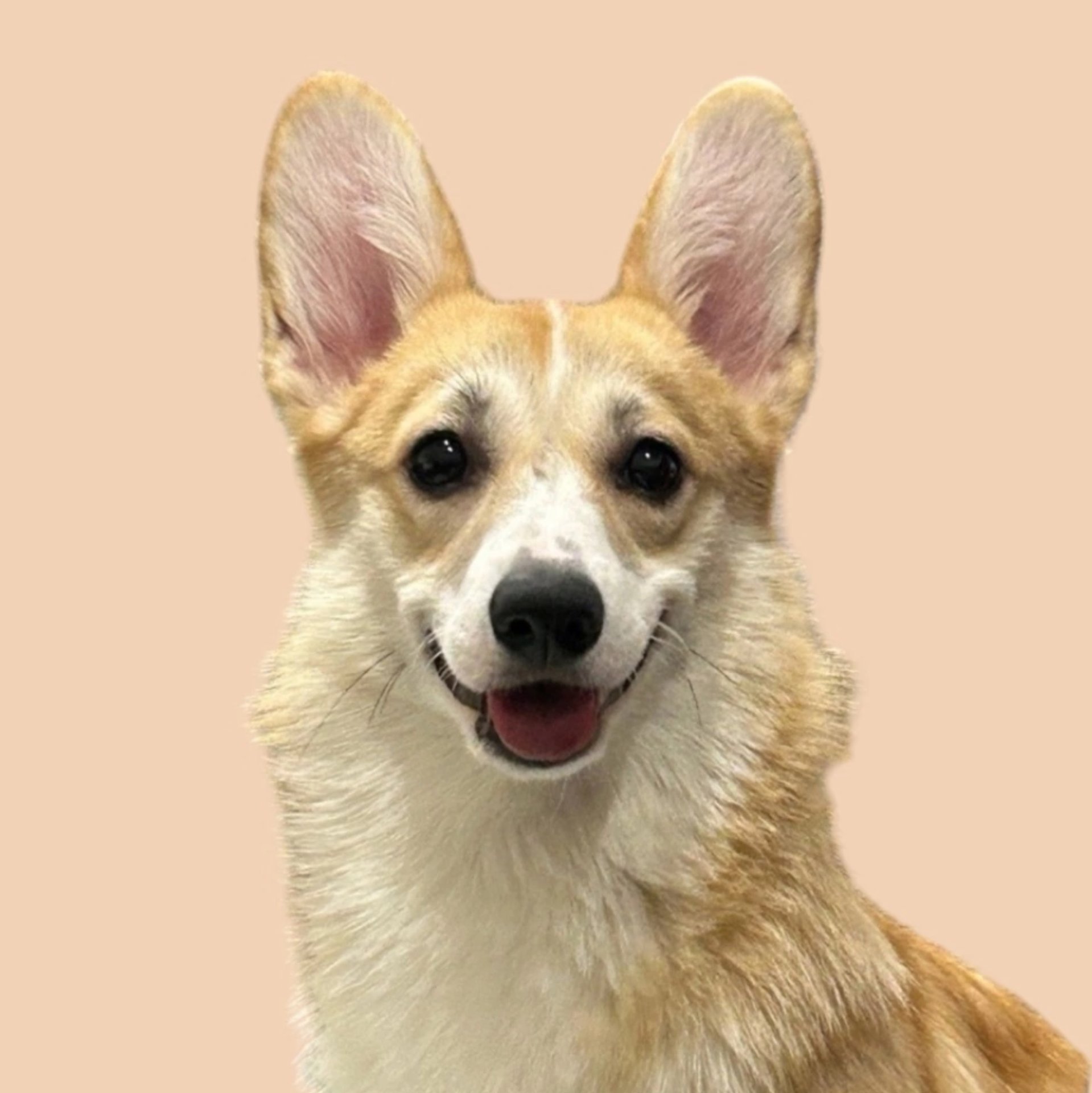 Иконка канала Корги Сафи