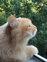 Иконка канала Zitrou1988