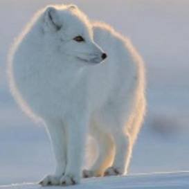 Иконка канала Север ОК