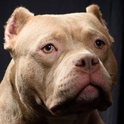 Иконка канала VIPDGULLS