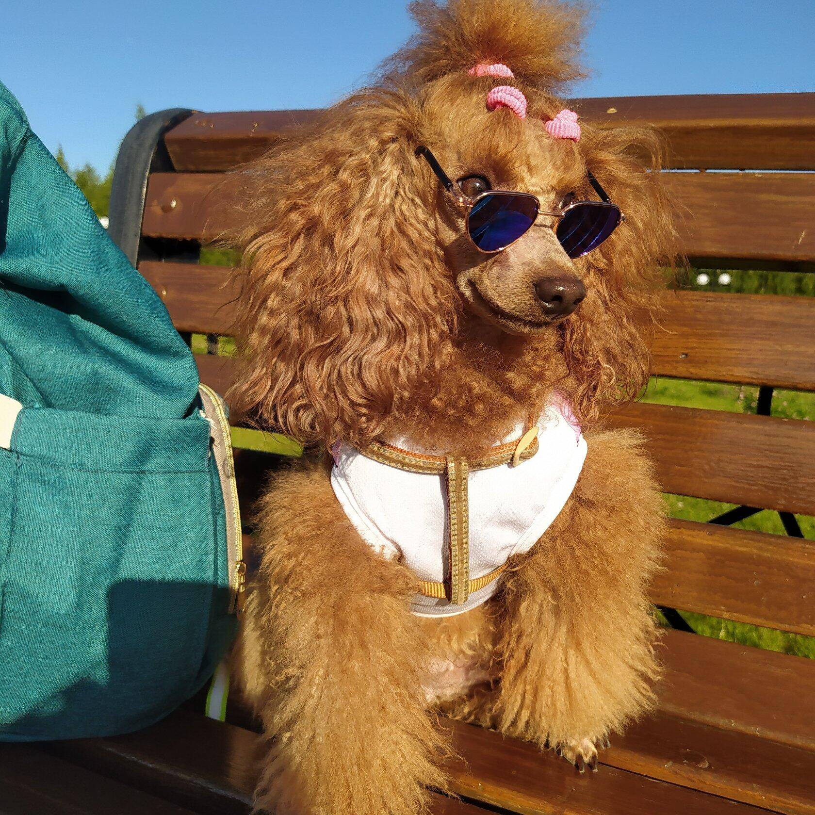 Иконка канала Nika.poodle