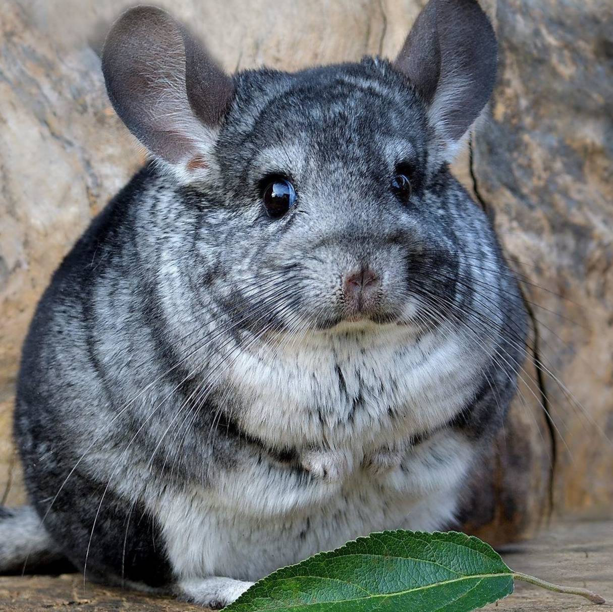 Иконка канала TEST_DKP