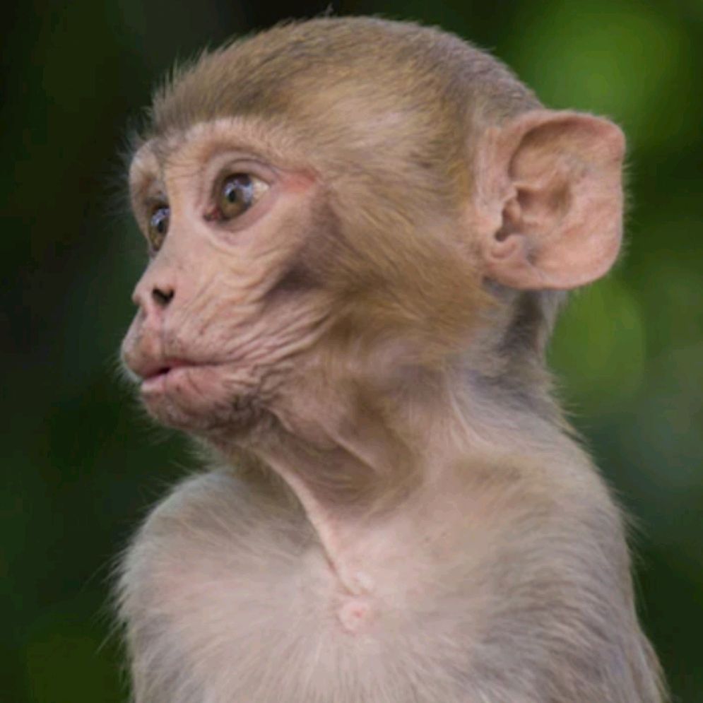 Иконка канала Макака тв