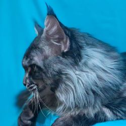 Иконка канала Мейн-кун ( Maine Coon)