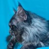 Иконка канала Мейн-кун ( Maine Coon)