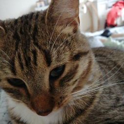 Иконка канала СЕВКА-припевка