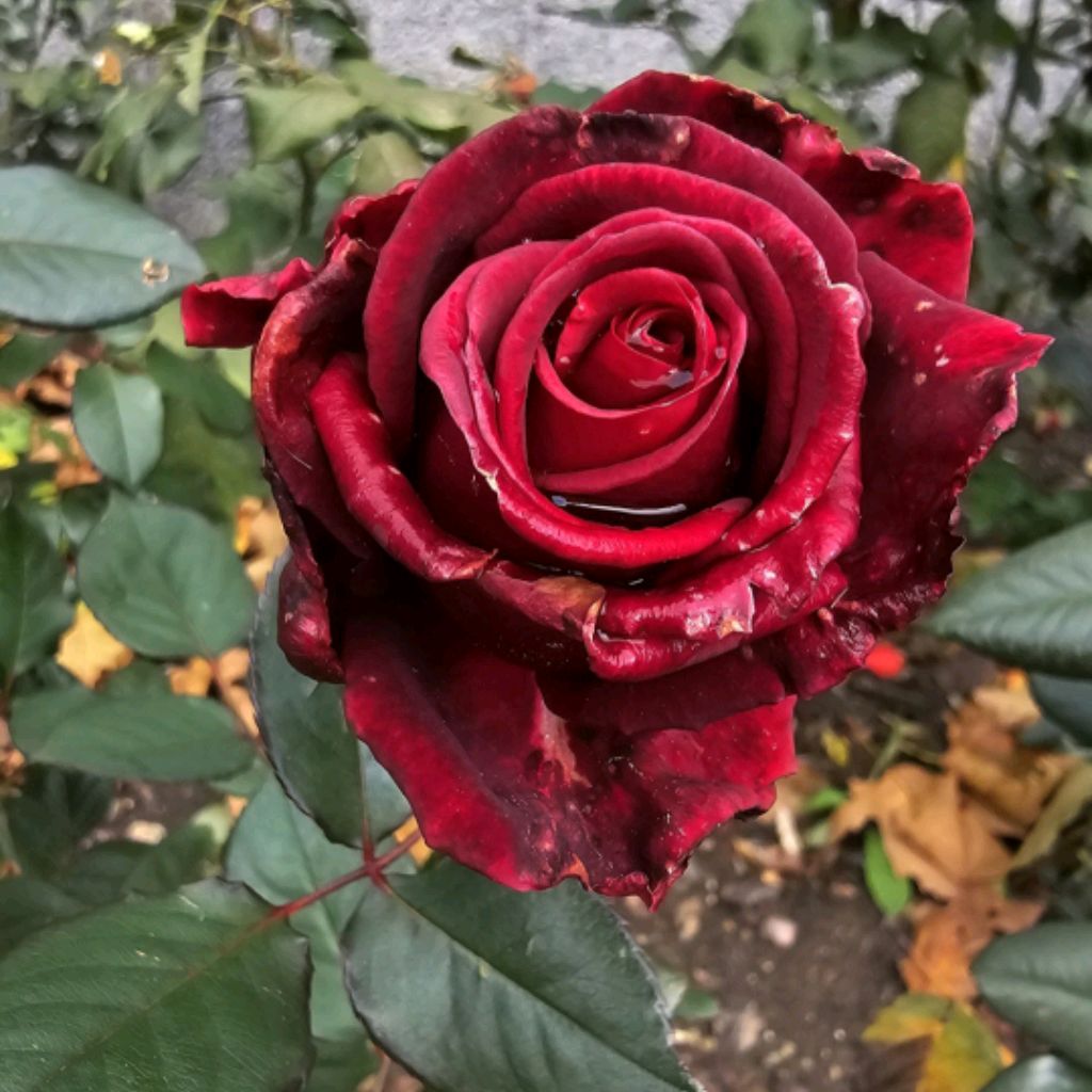 Иконка канала 🌺 Наталья Ошкина 🌺