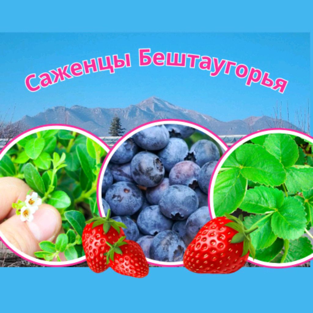 Иконка канала Саженцы Бештаугорья