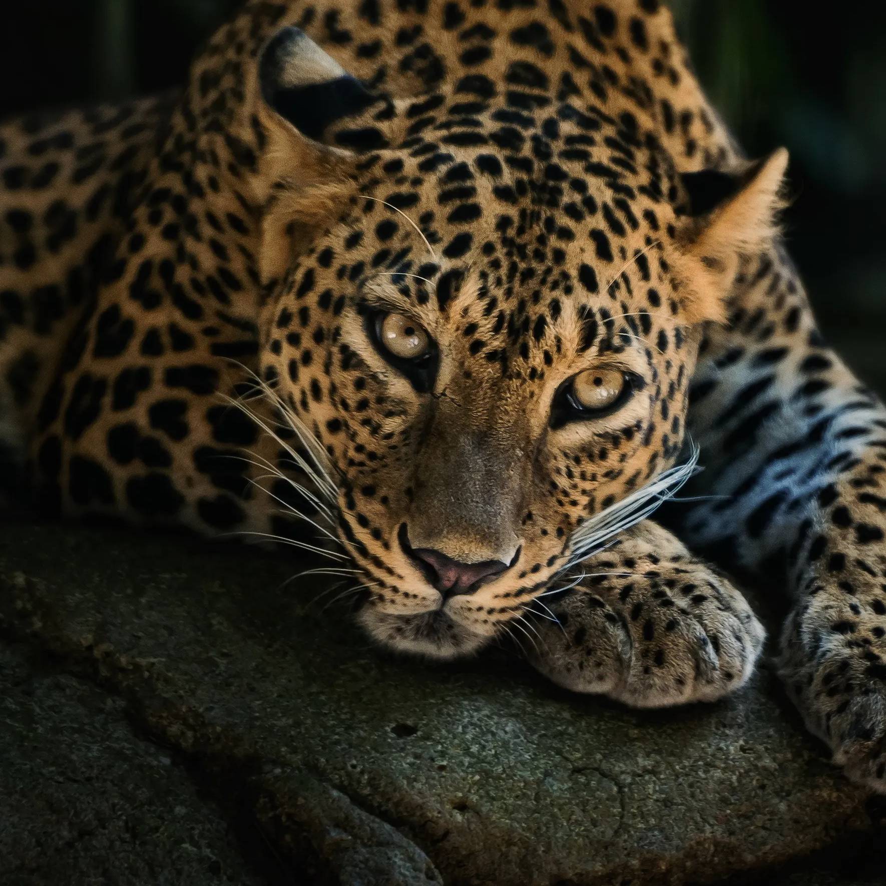 Иконка канала Эльза Чегетова