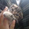 Иконка канала Маленький Котик