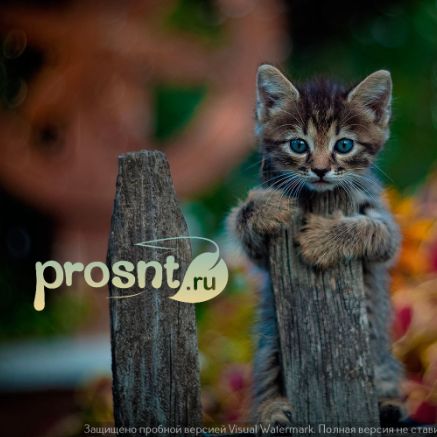 Иконка канала ProSnt