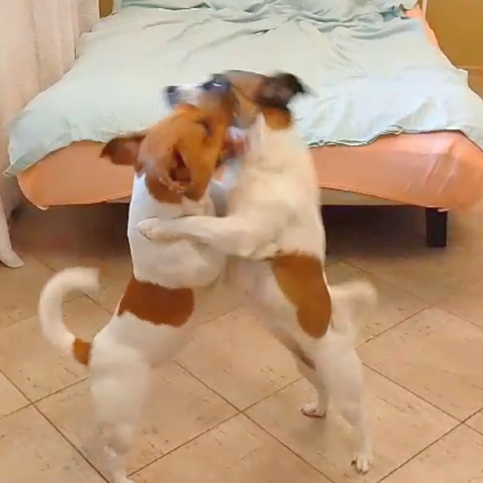 Иконка канала Смешные лапы 🐶🎥