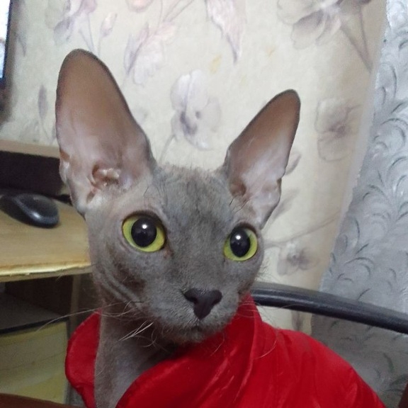 Иконка канала Красавчик сфинкс Ферхат