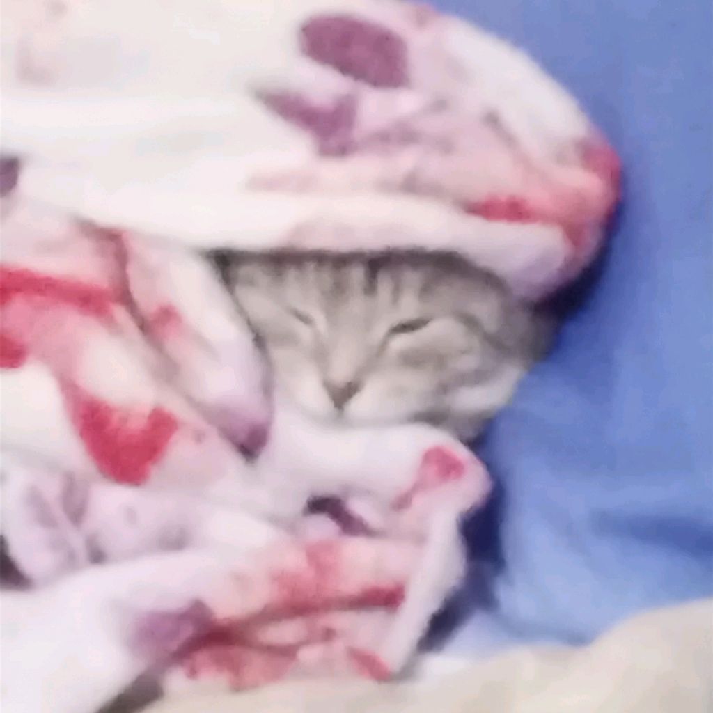 Иконка канала Никита и Амур