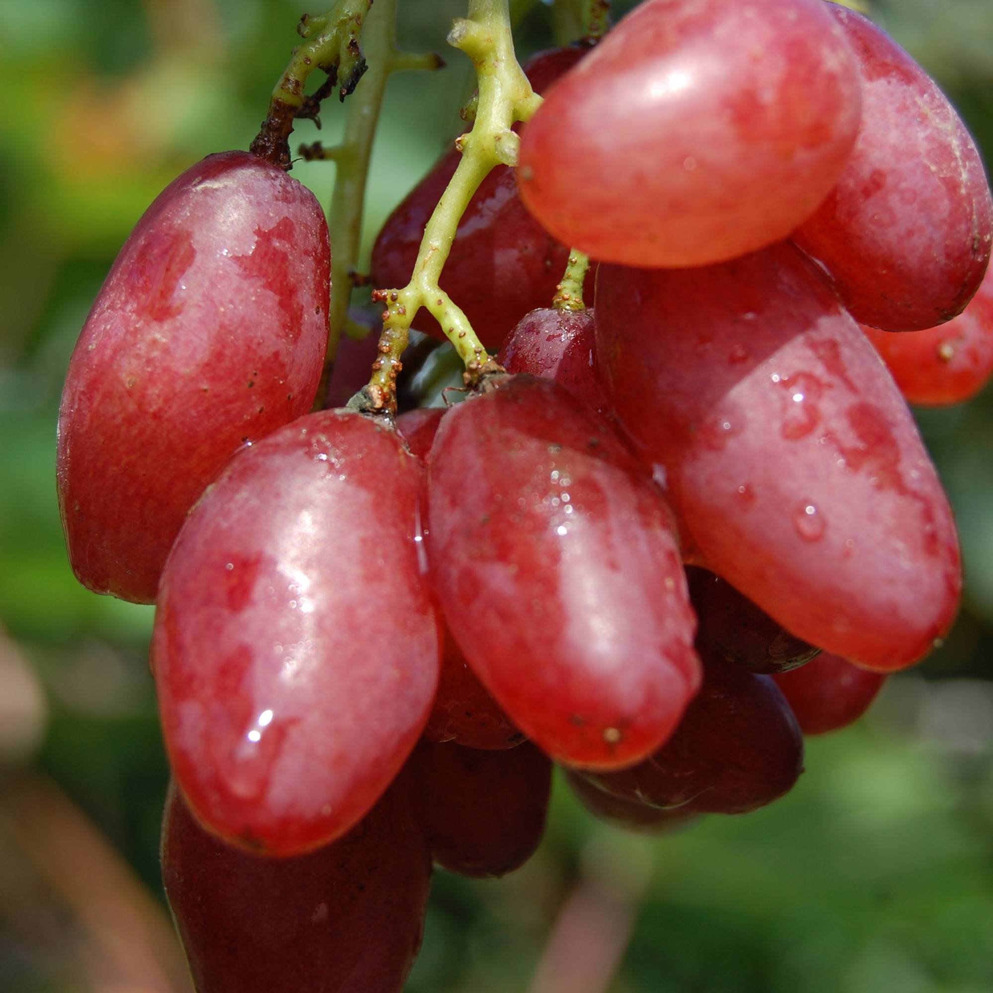 Иконка канала Зеленый цех