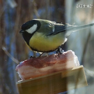 Иконка канала birdlivetv