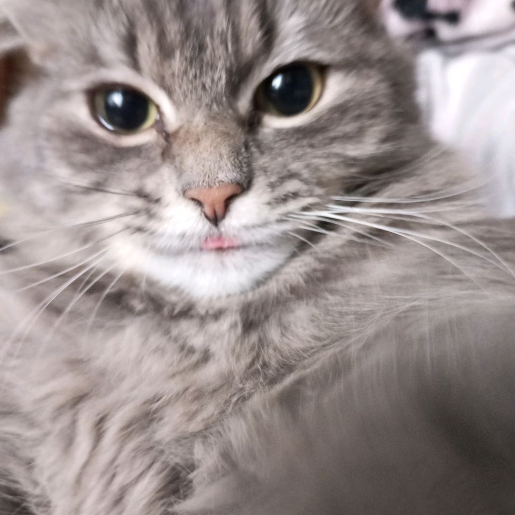 Иконка канала Кошка Муся