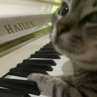Иконка канала ♪ With love music ♪