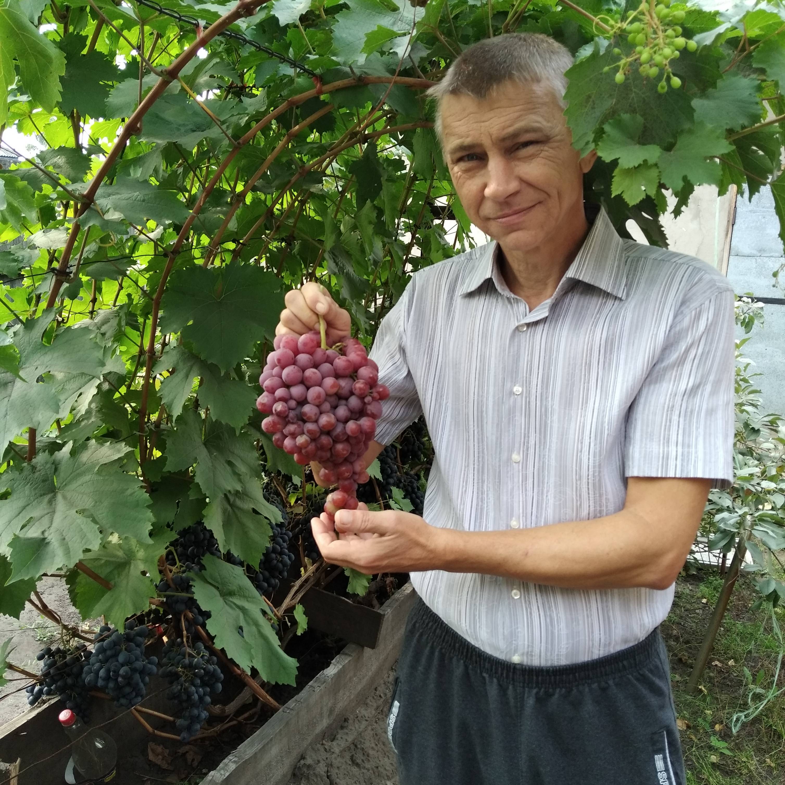 Иконка канала Виноградник в Сибири, Алтайский край.