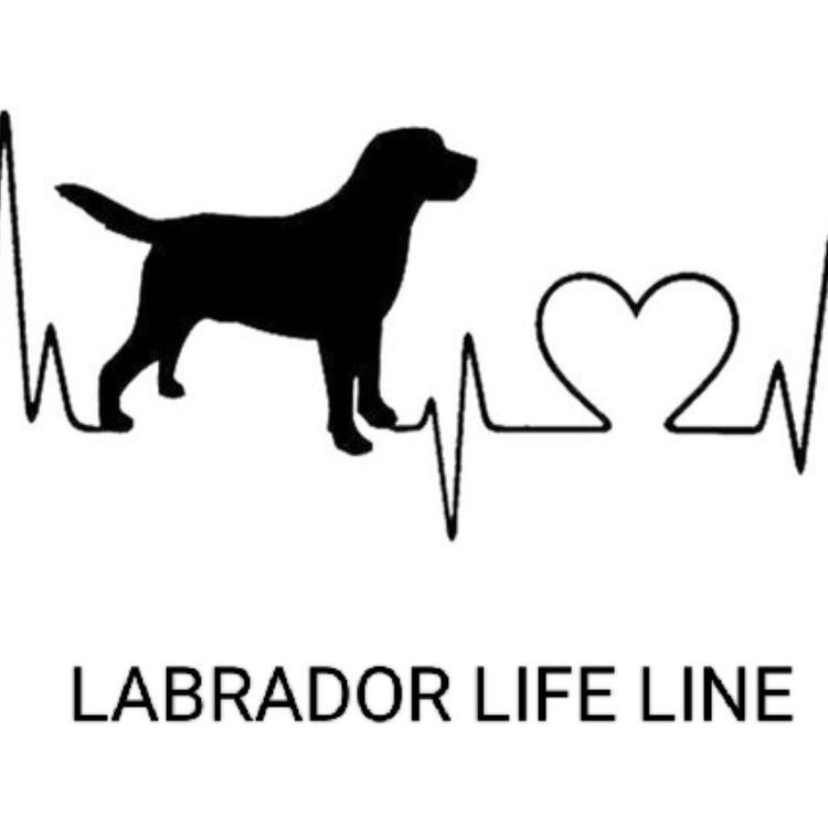 Иконка канала LABRADOR LIFE LINE