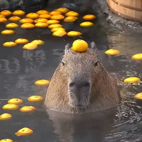 Иконка канала Капибара 007