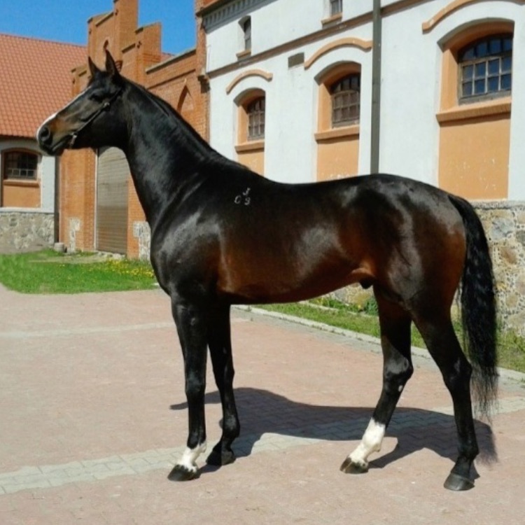 Иконка канала ВЕЕДЕРН Конный завод