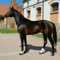 Иконка канала ВЕЕДЕРН Конный завод