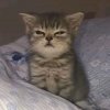 Иконка канала Недо Танкист