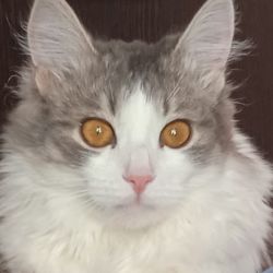 Иконка канала paw 258