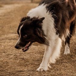 Иконка канала Бордер колли Келли / Border Collie Kelli