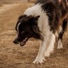 Иконка канала Бордер колли Келли / Border Collie Kelli