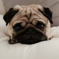 Иконка канала princessabala_1