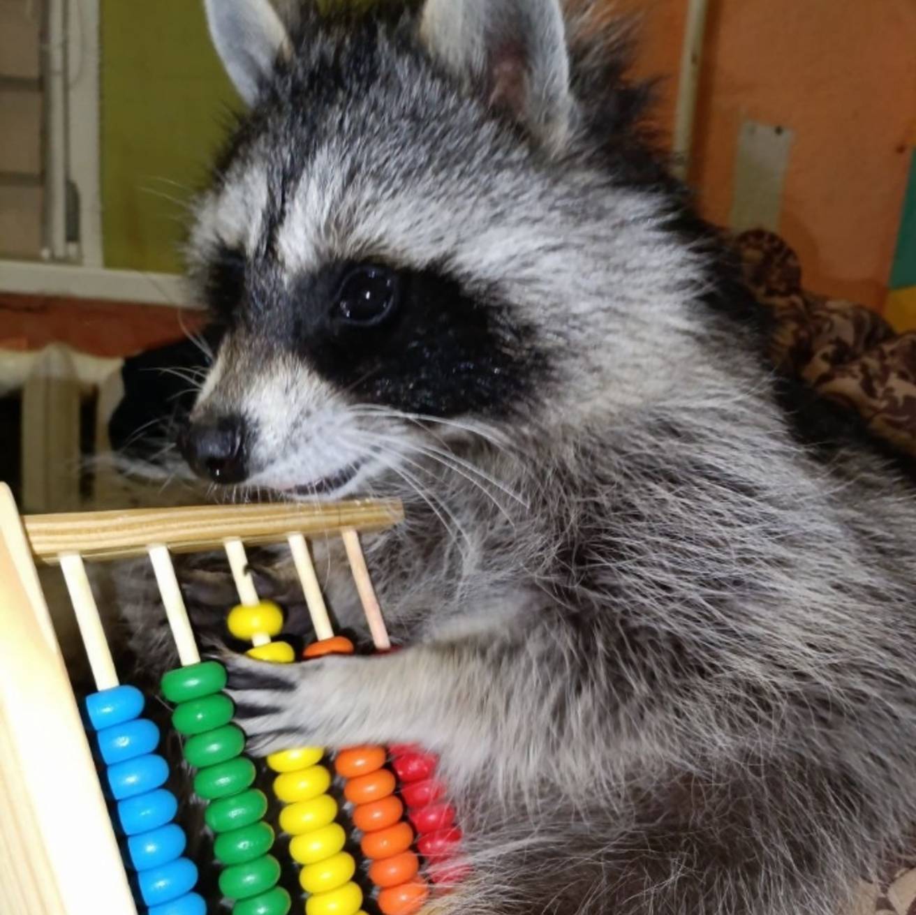 Иконка канала Жизнь одного маленького Енота Rakel