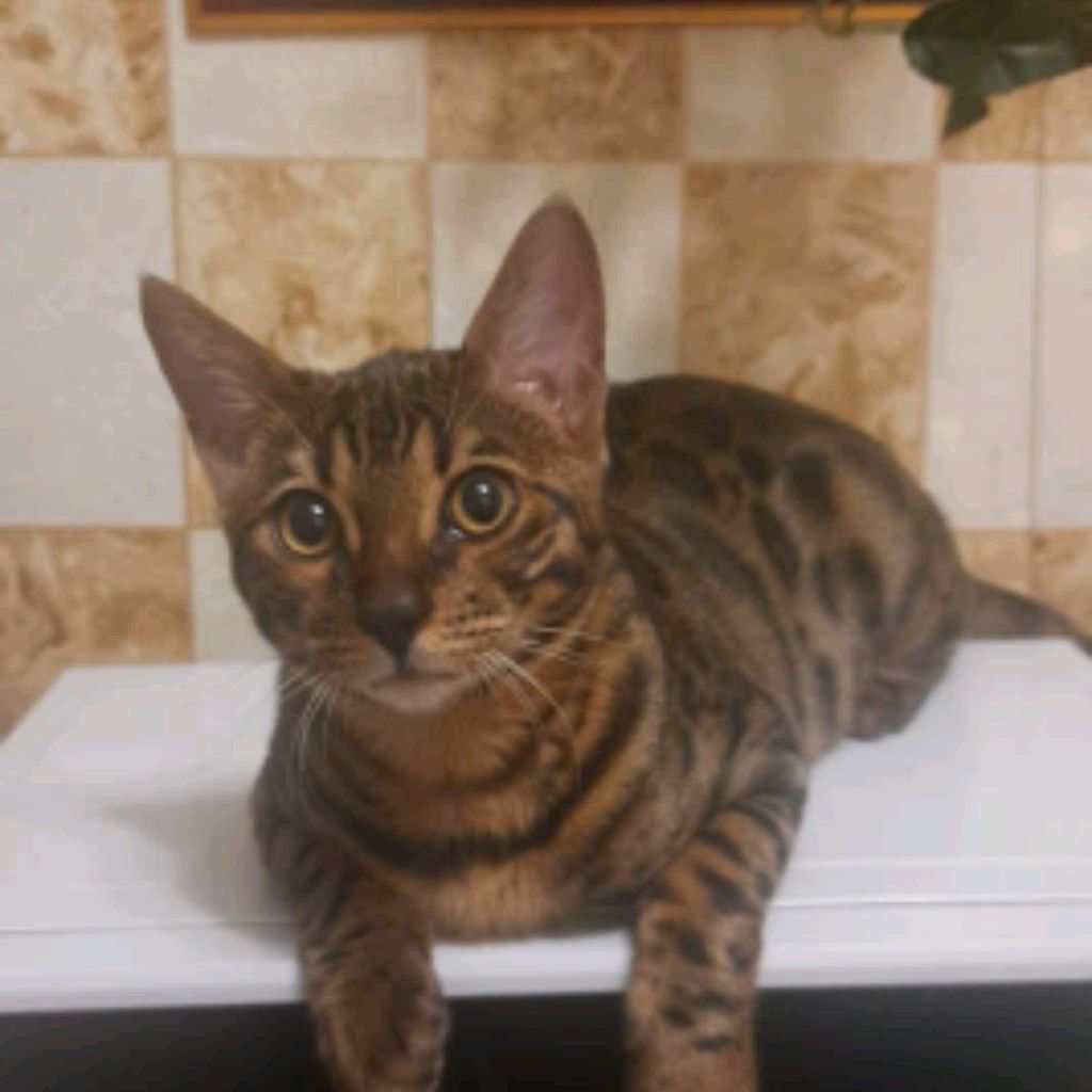 Иконка канала Иван Шевелев