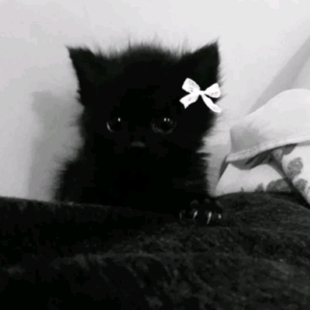 Иконка канала Сонный котик