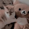 Иконка канала Kiti_Pusheen