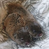 Иконка канала Слепушонка Или Мини Бобрик