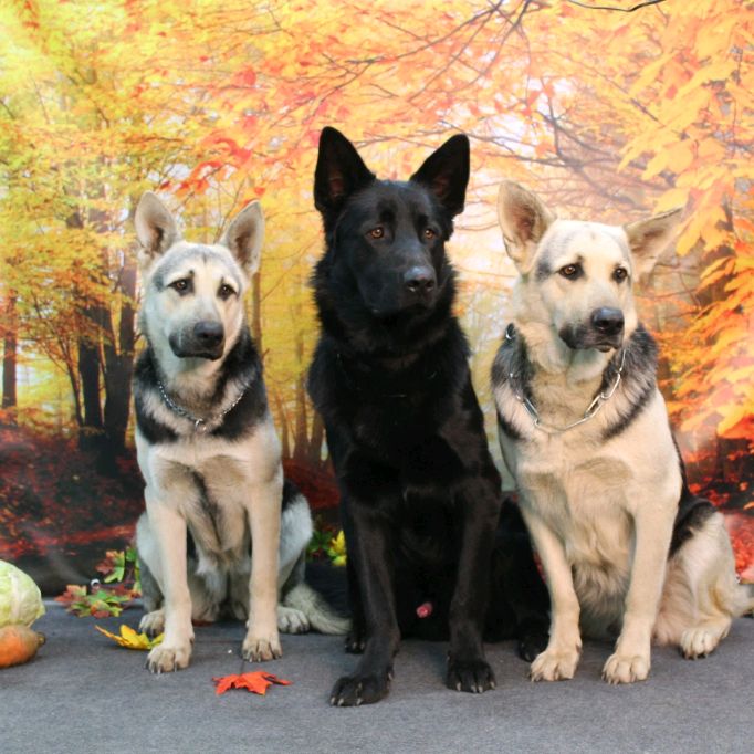 Иконка канала Питомник Family History