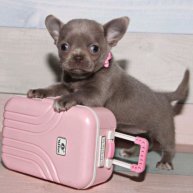 Иконка канала Чихуахуа Берта