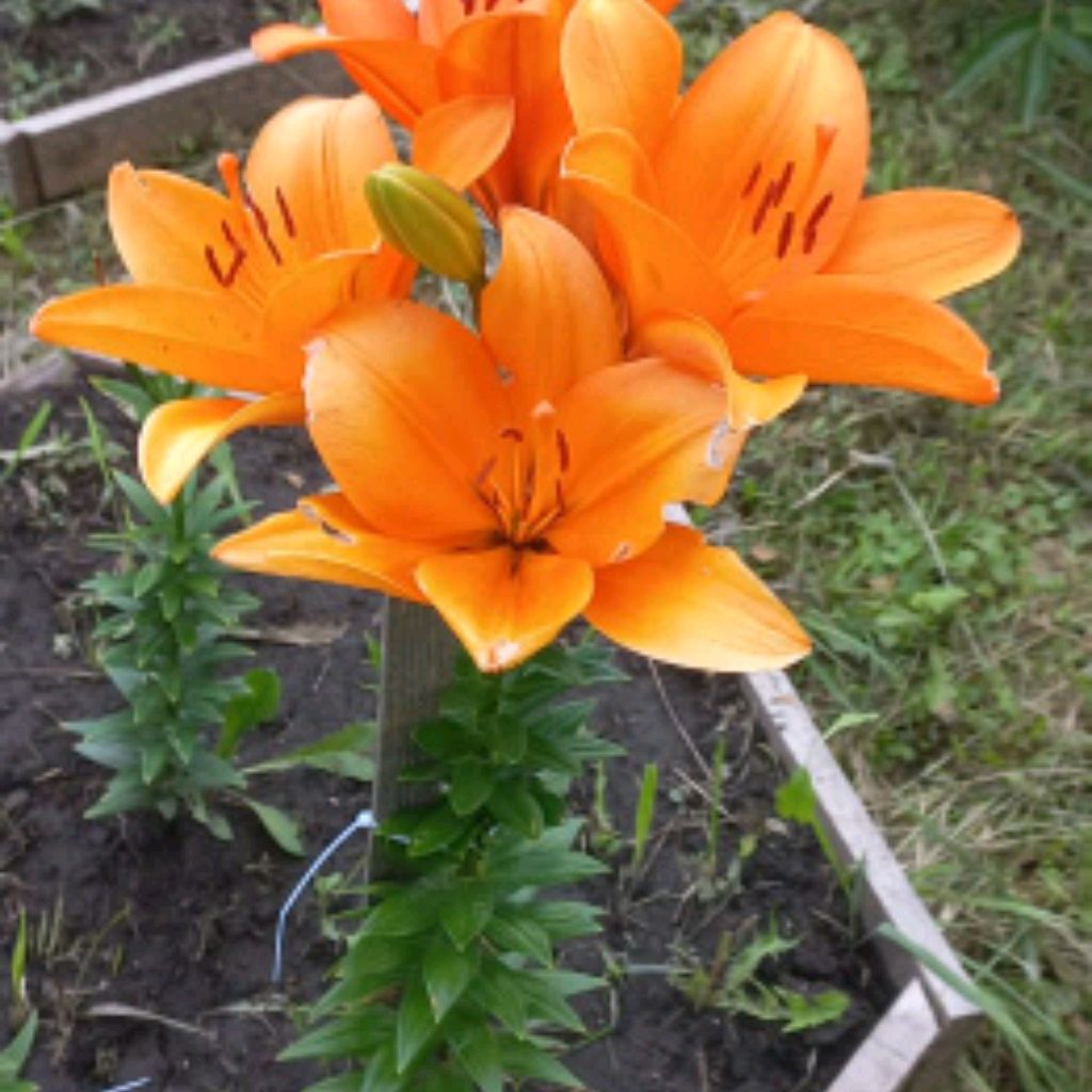 Иконка канала Цветы И Не Только