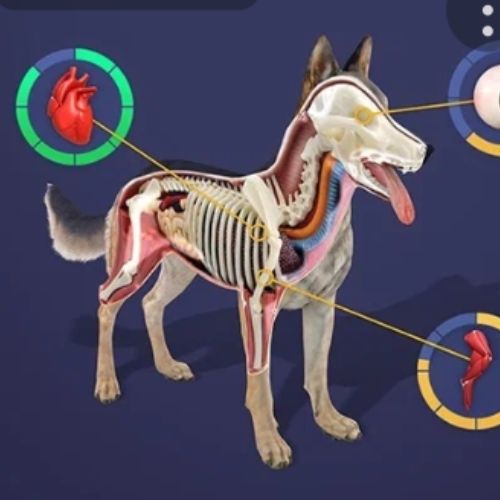 Иконка канала Siberian Wellness с Юлией