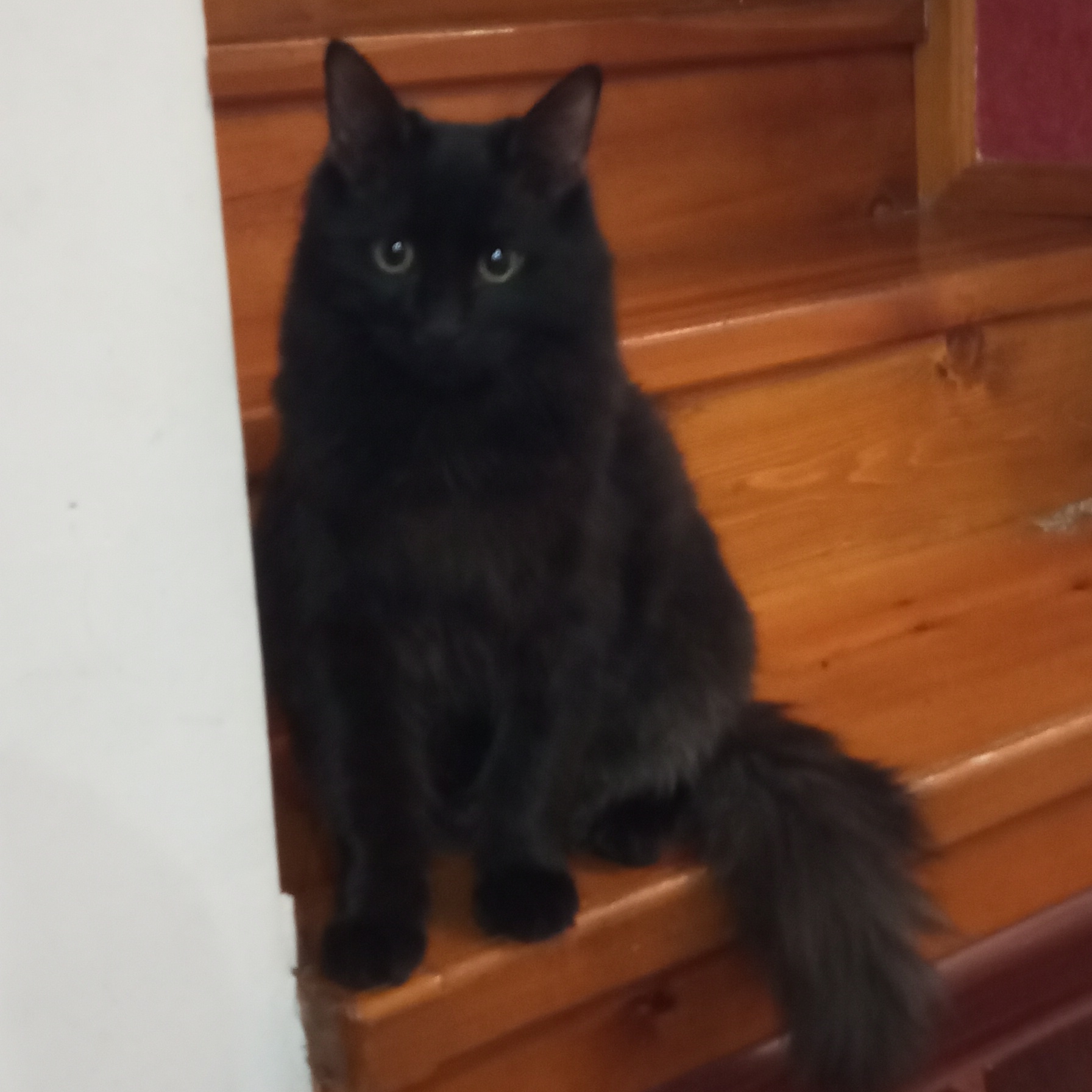 Иконка канала Кот Бегемот