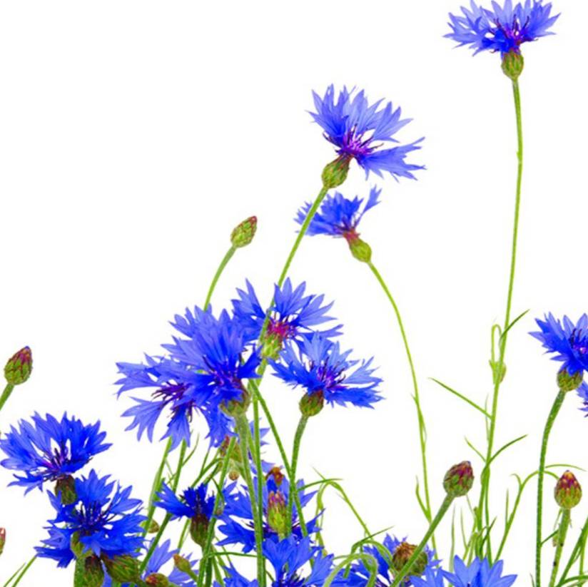 Иконка канала Васильки ТВ