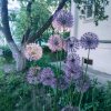 Иконка канала Hortulanus Juw