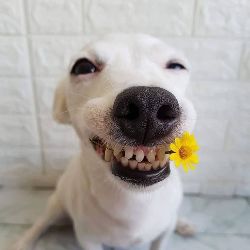 Иконка канала toomuchfraps