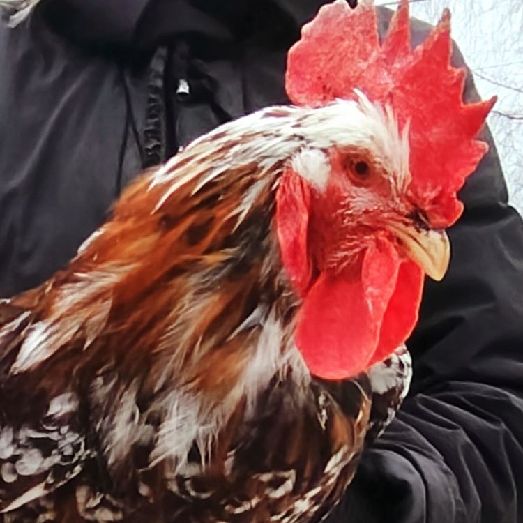 Иконка канала ливенские куры, продажа инкубационного яйца, кур