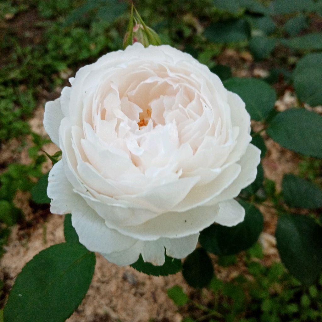 Иконка канала Увлеченный садовод 🌱 Сибирь