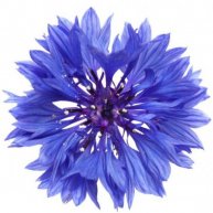 Иконка канала Васильева Виктория НВР 86