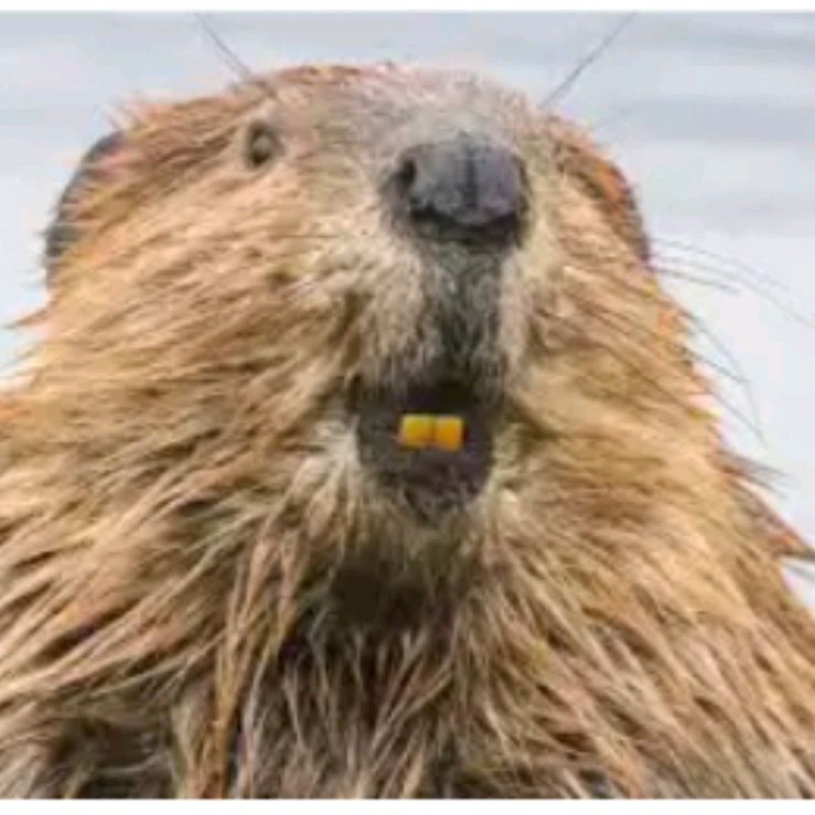 Иконка канала Бобр курва